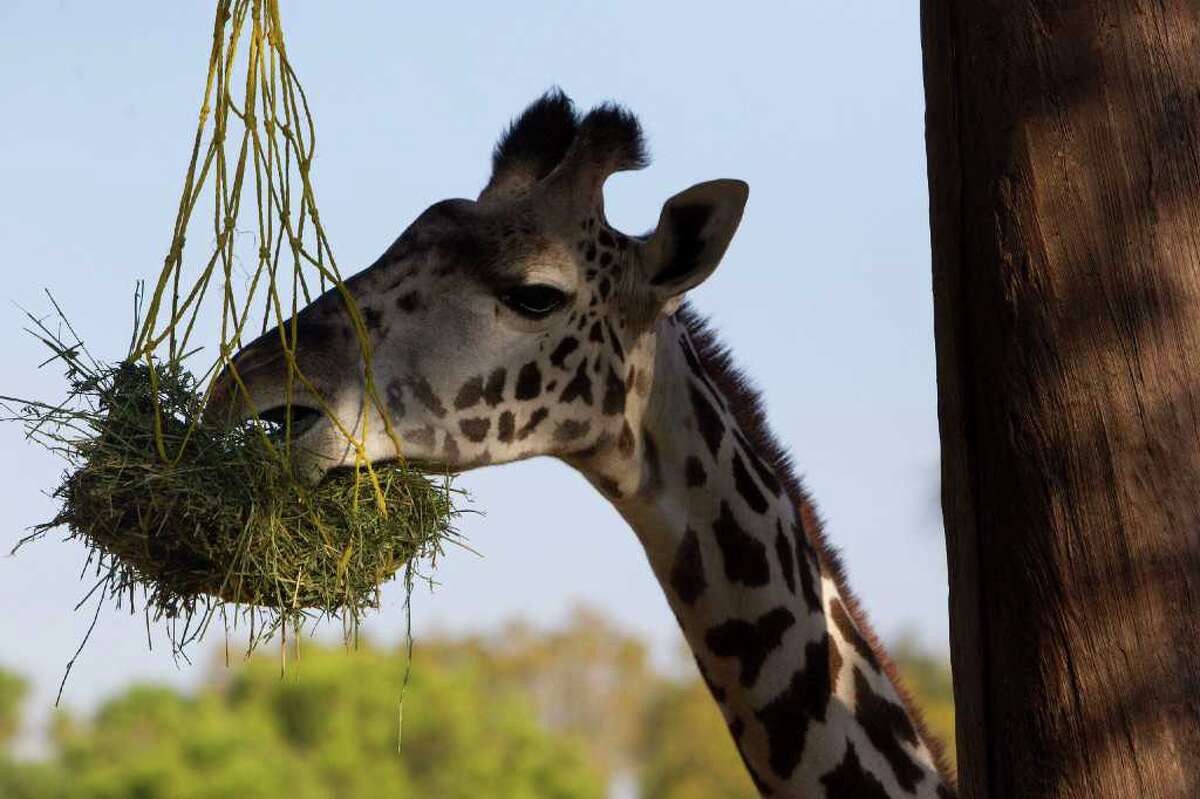 Every day, zoo has 6,000 hungry mouths to feed