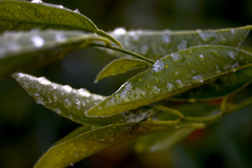 Protect vulnerable plants from brutal cold