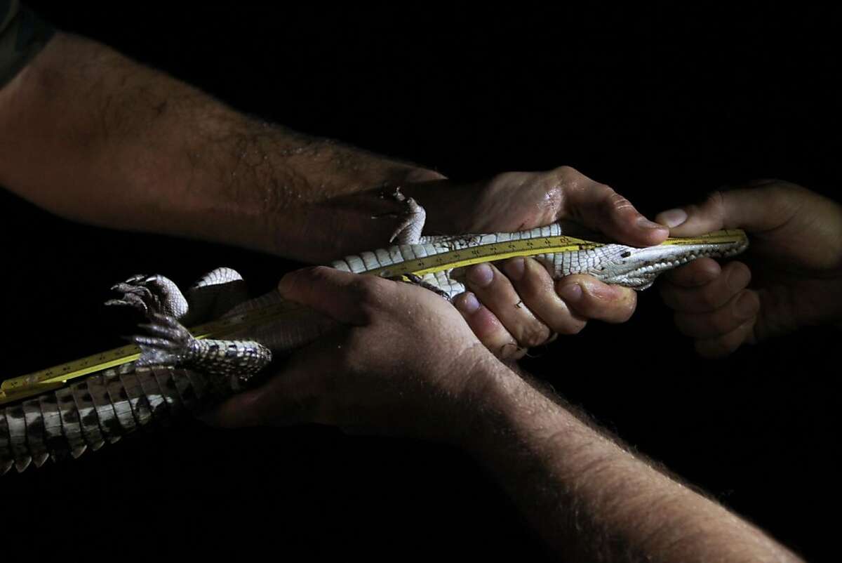 Monitoring crocodiles in Florida