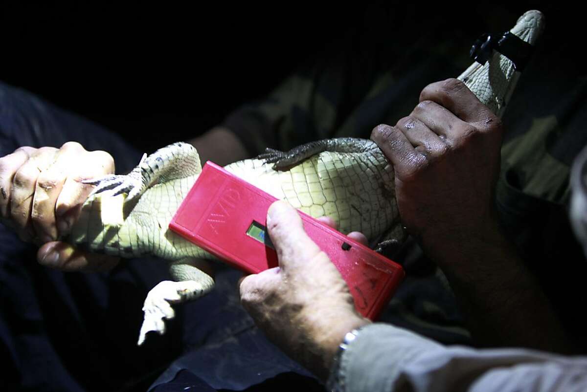 Monitoring crocodiles in Florida