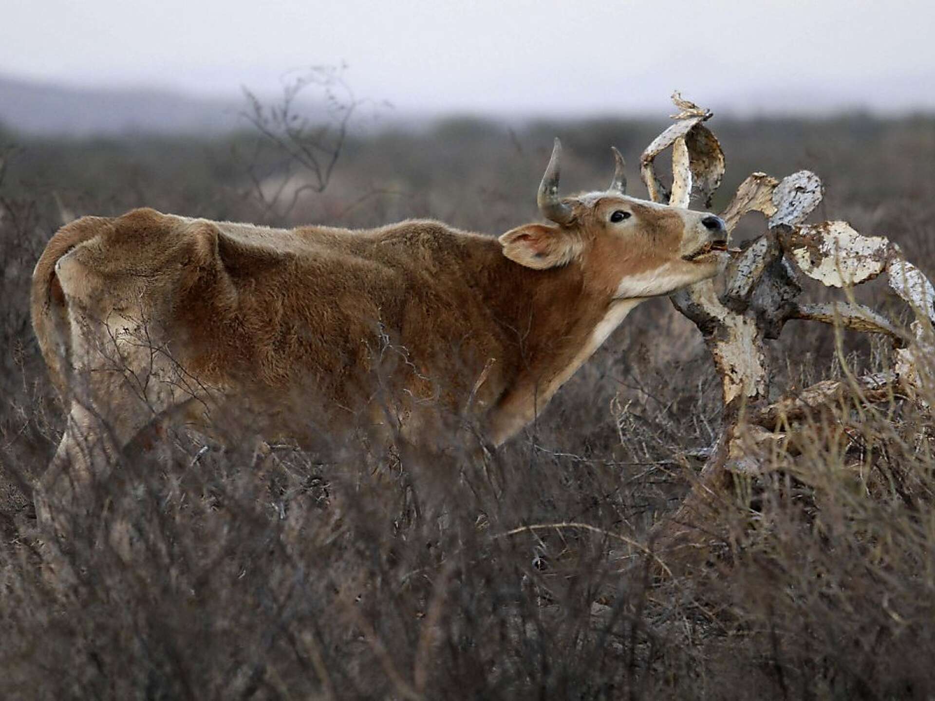 Mexico drought is worst in 70 years