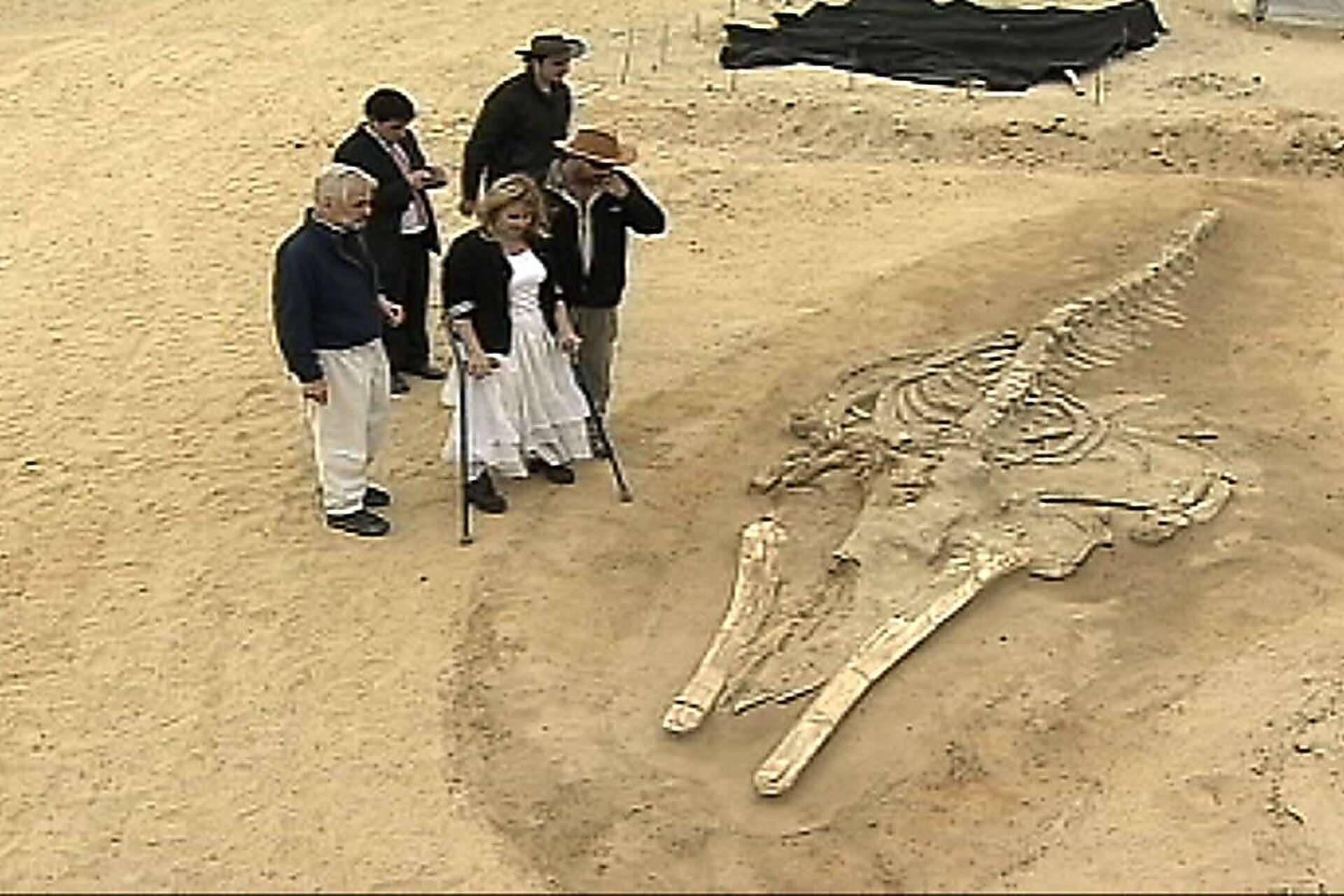 Prehistoric whale fossils emerge from Chile desert