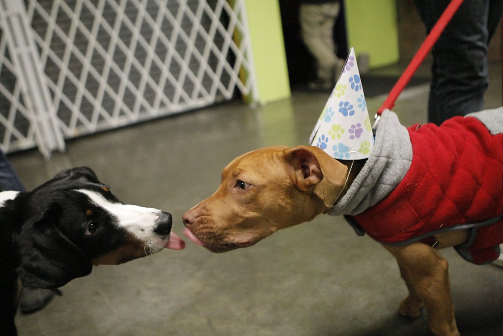 Training puppies with positivity