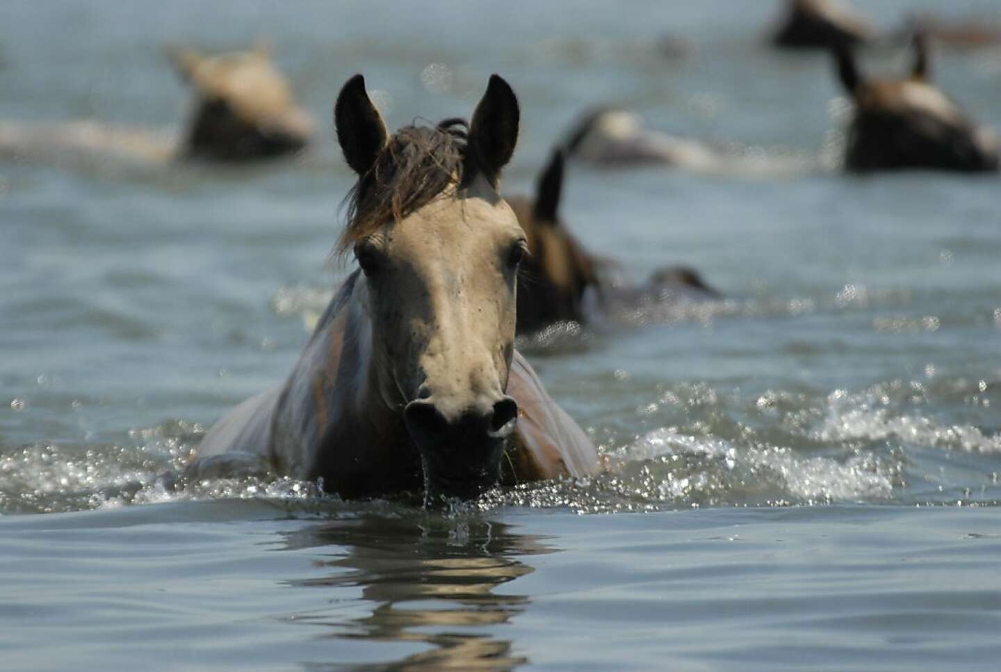 86th annual Chincoteague Pony swim