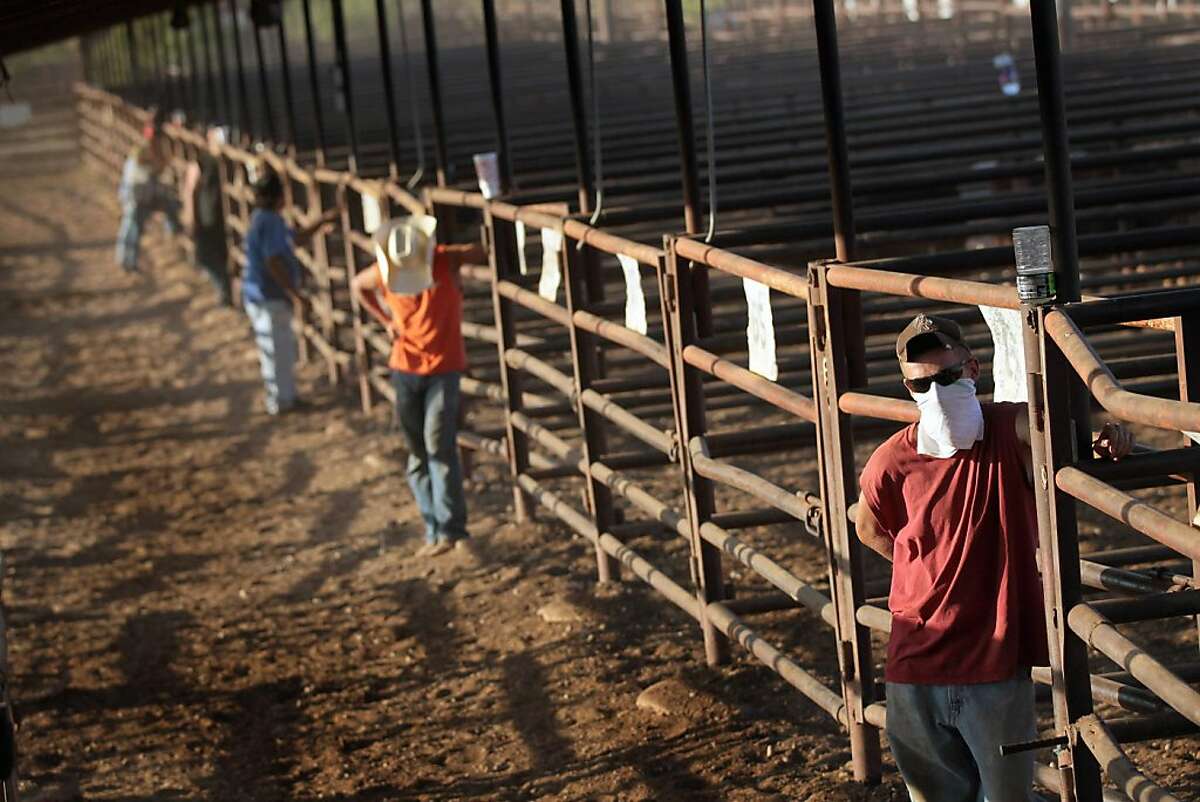 Drought forces ranchers to sell cattle Drought forces ranchers to sell cattle