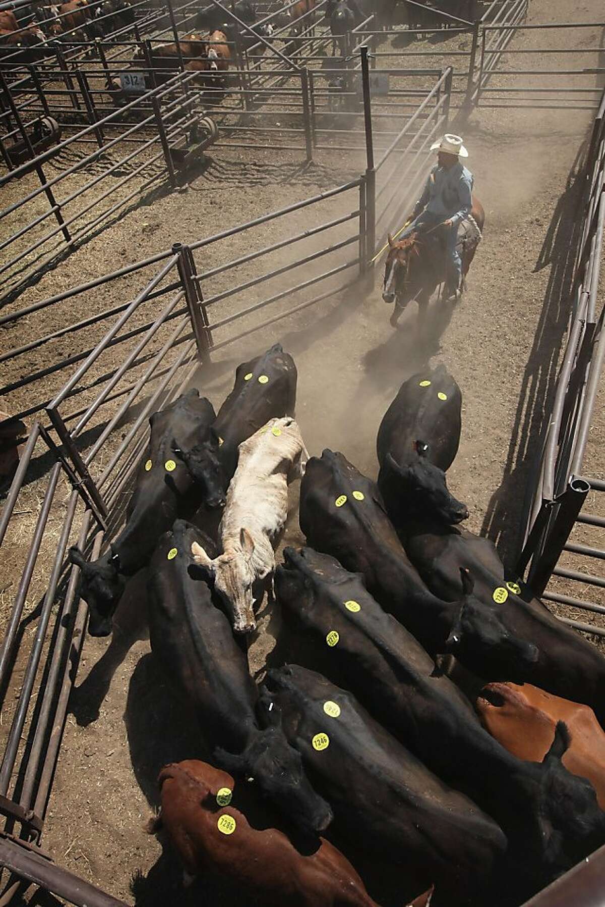 Drought forces ranchers to sell cattle Drought forces ranchers to sell cattle