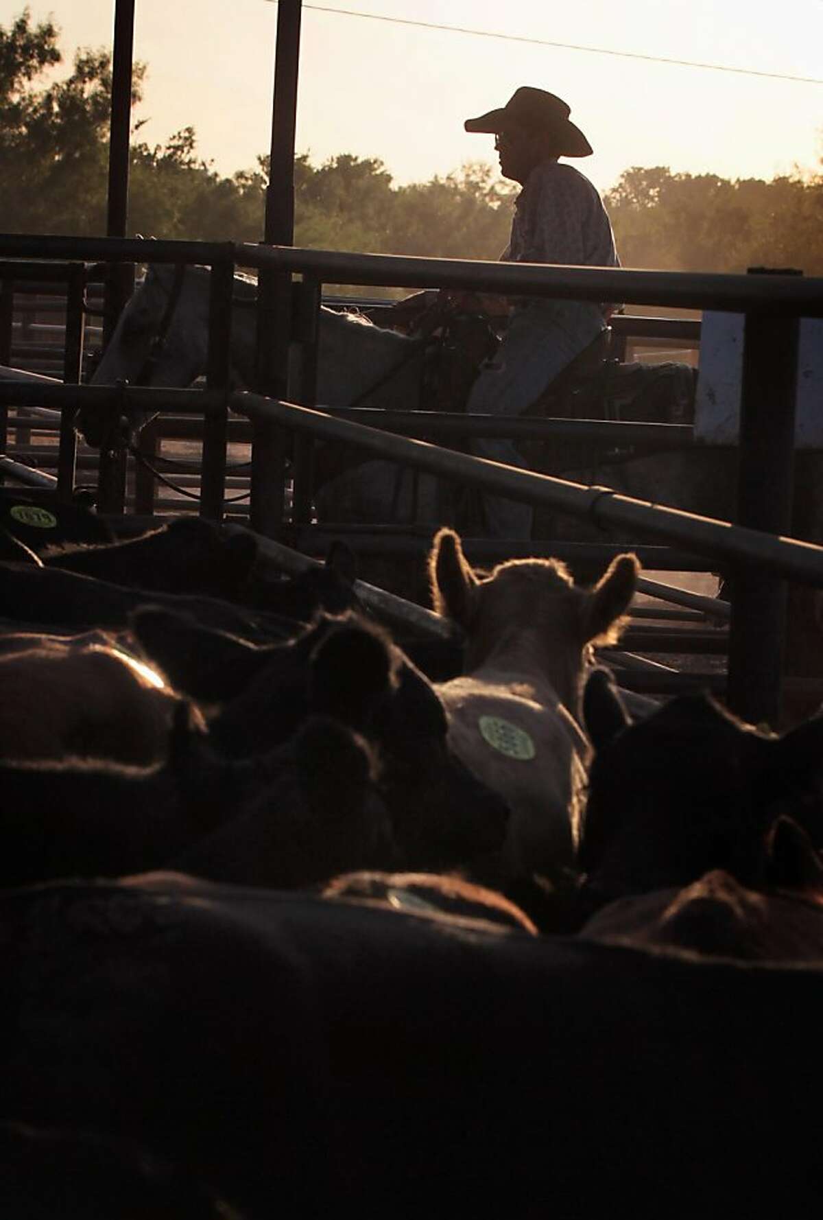 Drought forces ranchers to sell cattle Drought forces ranchers to sell cattle