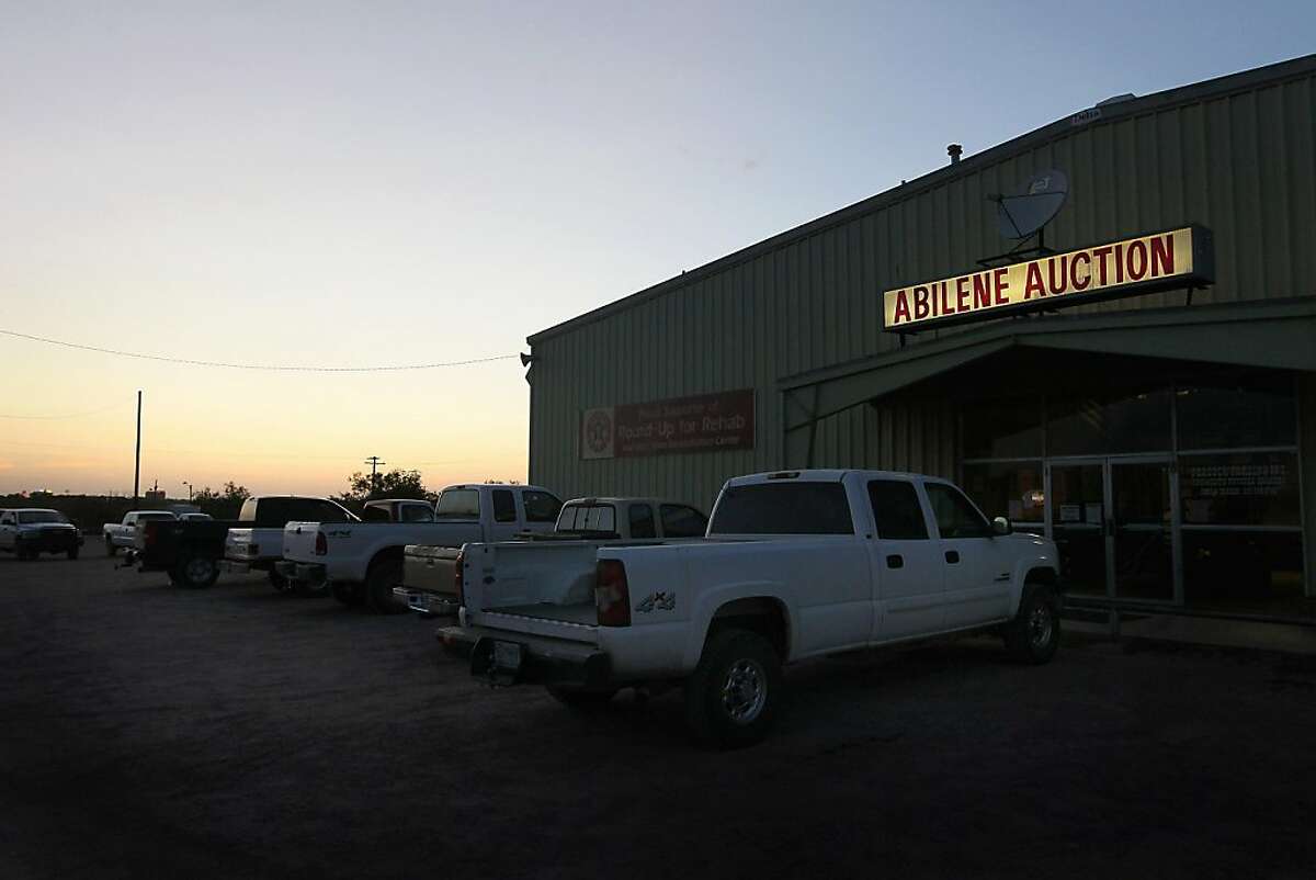 Drought forces ranchers to sell cattle Drought forces ranchers to sell cattle