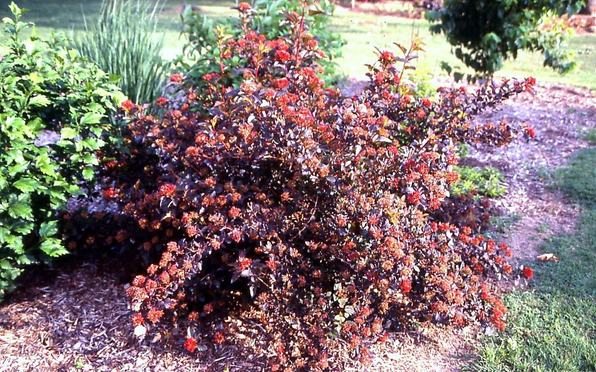Ninebark shrubs provide colorful foliage