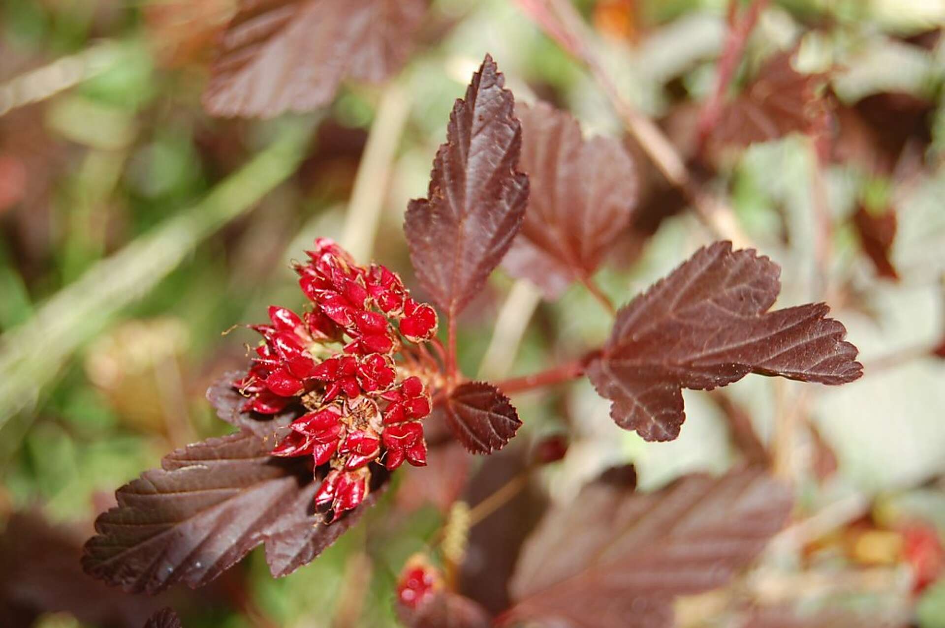 Ninebark shrubs provide colorful foliage