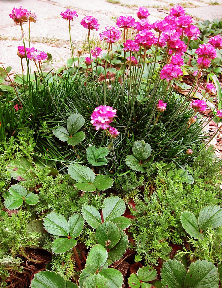 Seeking attractive plants for street tree wells