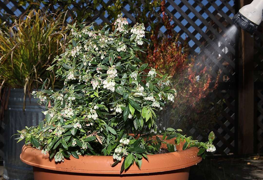 Blueberry varieties that thrive in Bay Area