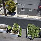 Comparing Bay Area rooftop gardens - SFGate