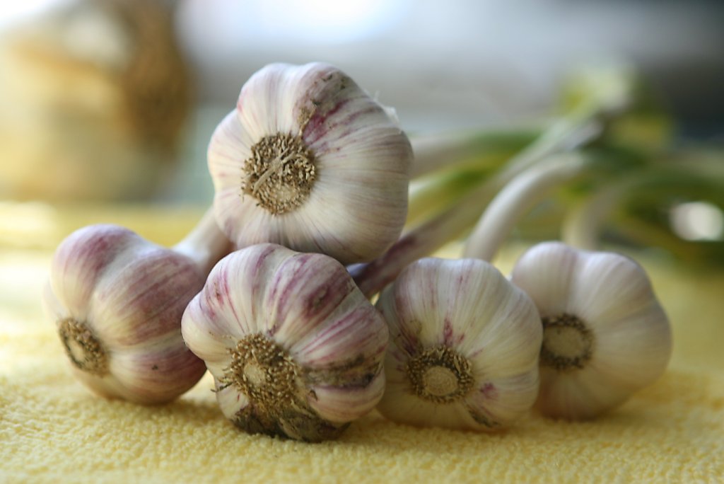 Garlic, from spicy hot to mellow, is in