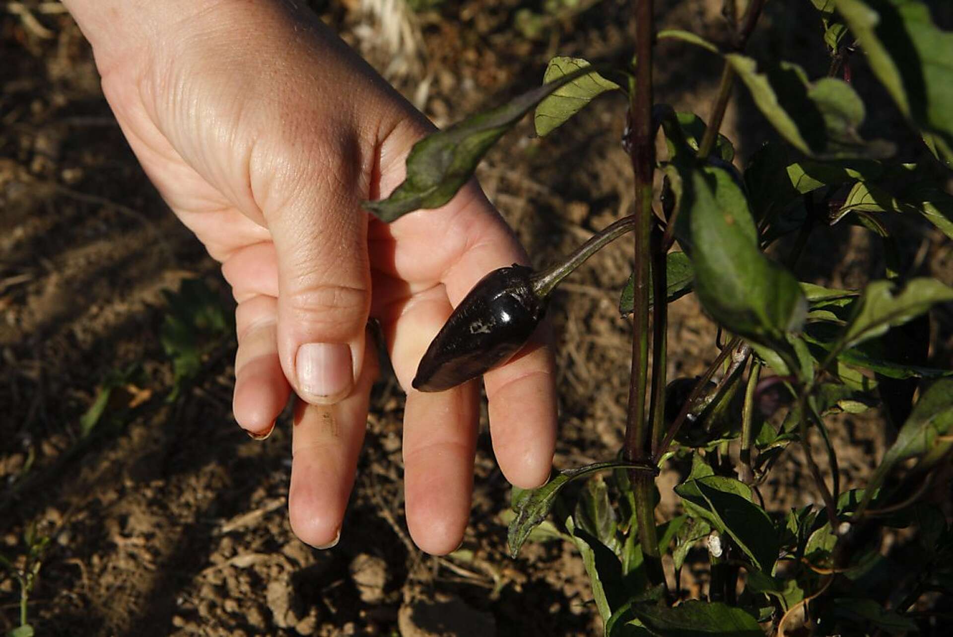 Funding challenges keep number of new farmers low