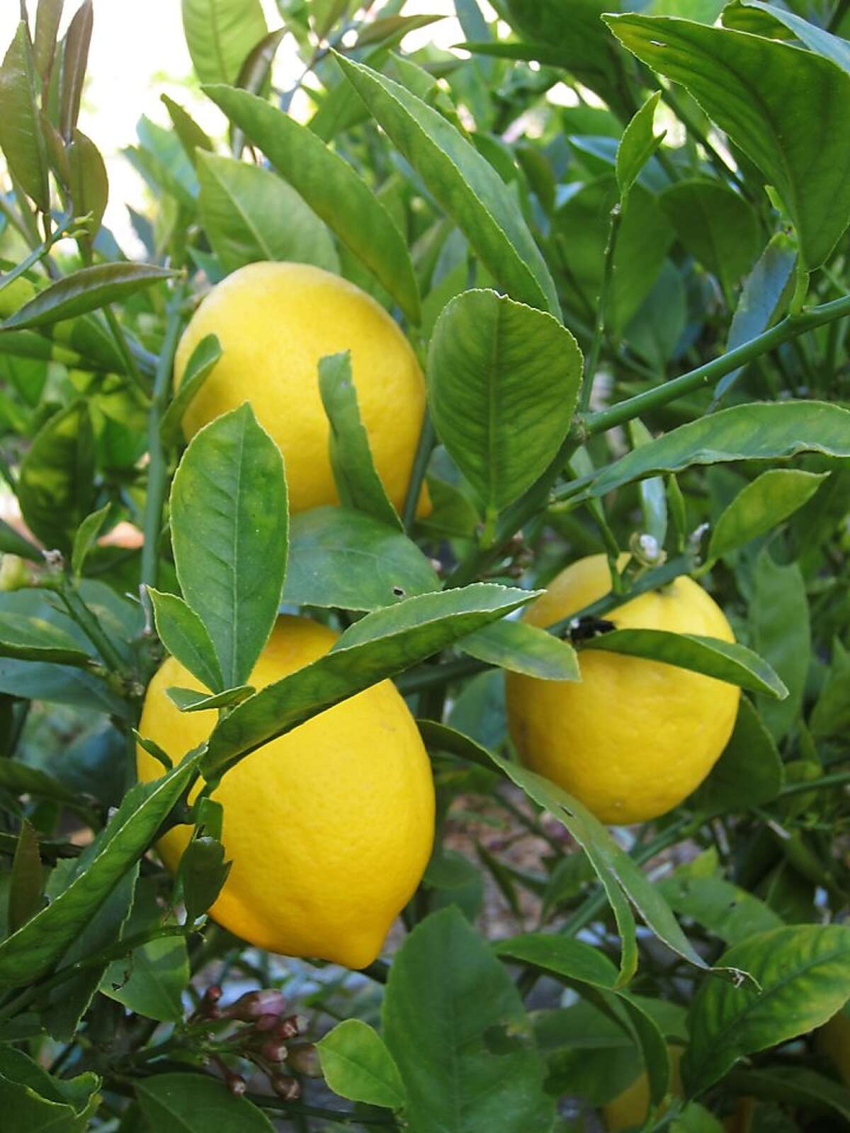 Citrus pest is leafroller