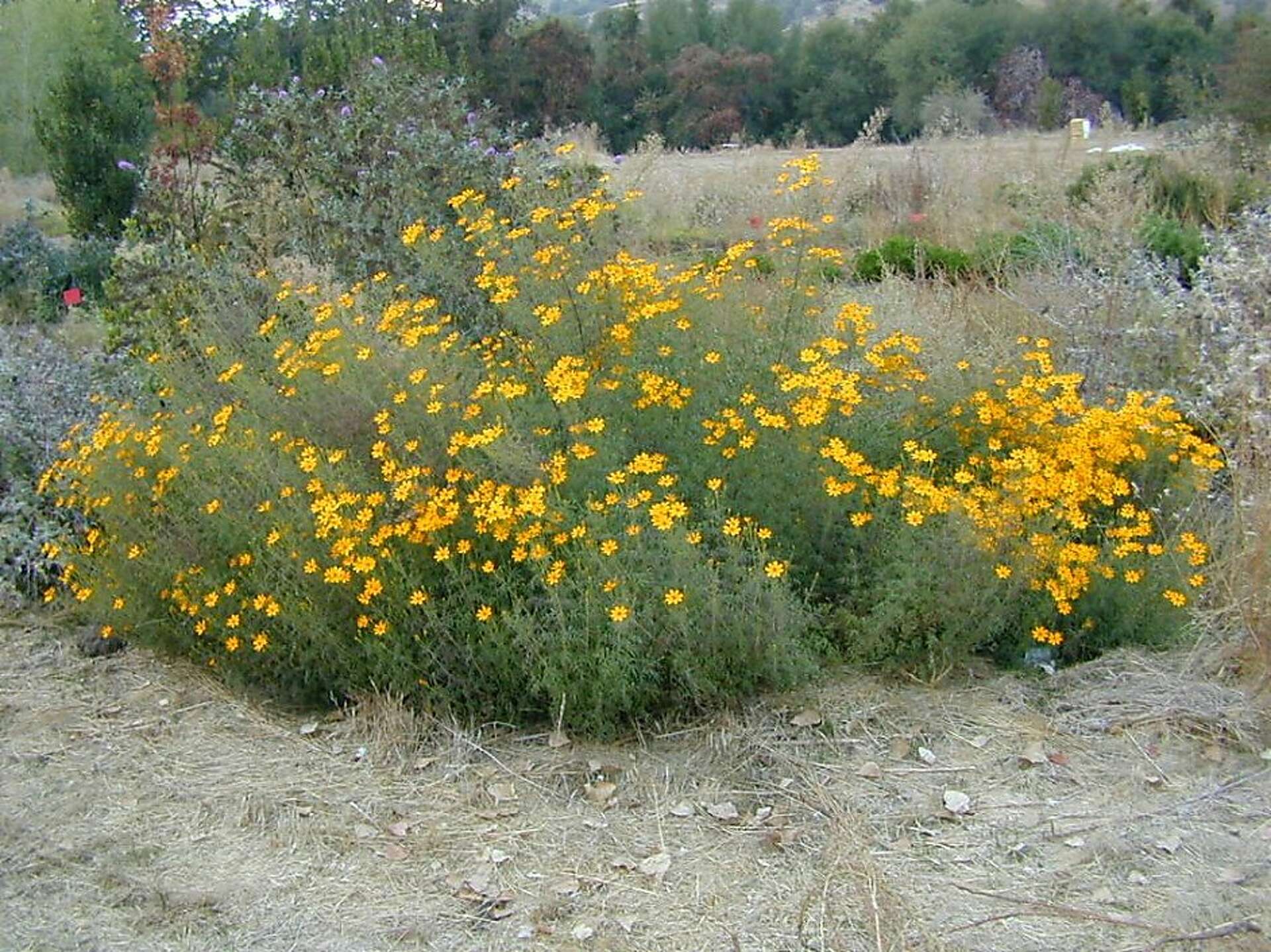 Attractive Copper Canyon daisy's fragrance strong