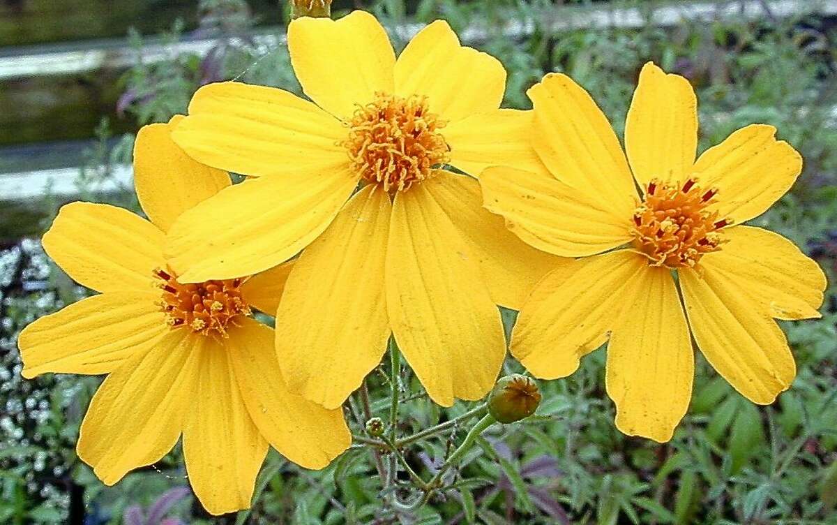 Attractive Copper Canyon daisy's fragrance strong