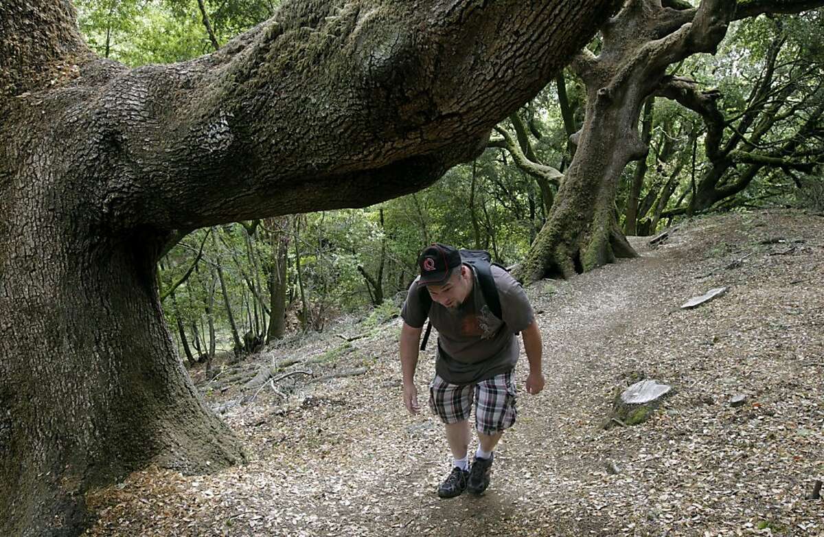 Saving oak trees by chopping down bay trees
