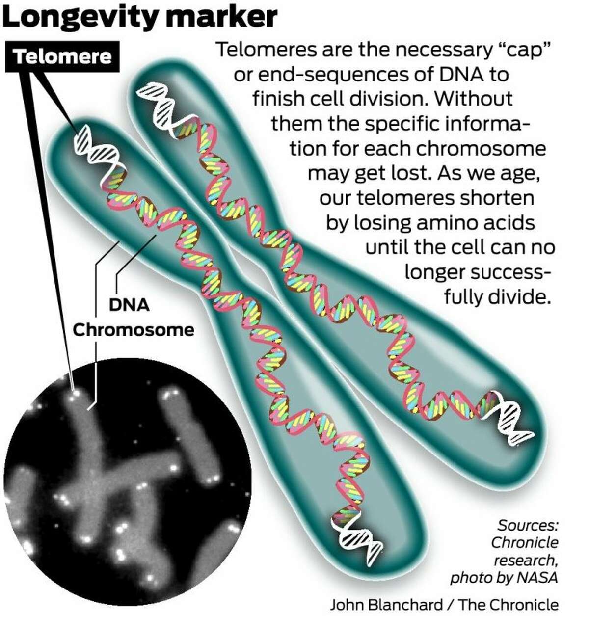 Telome Health of Menlo Park tests age of DNA