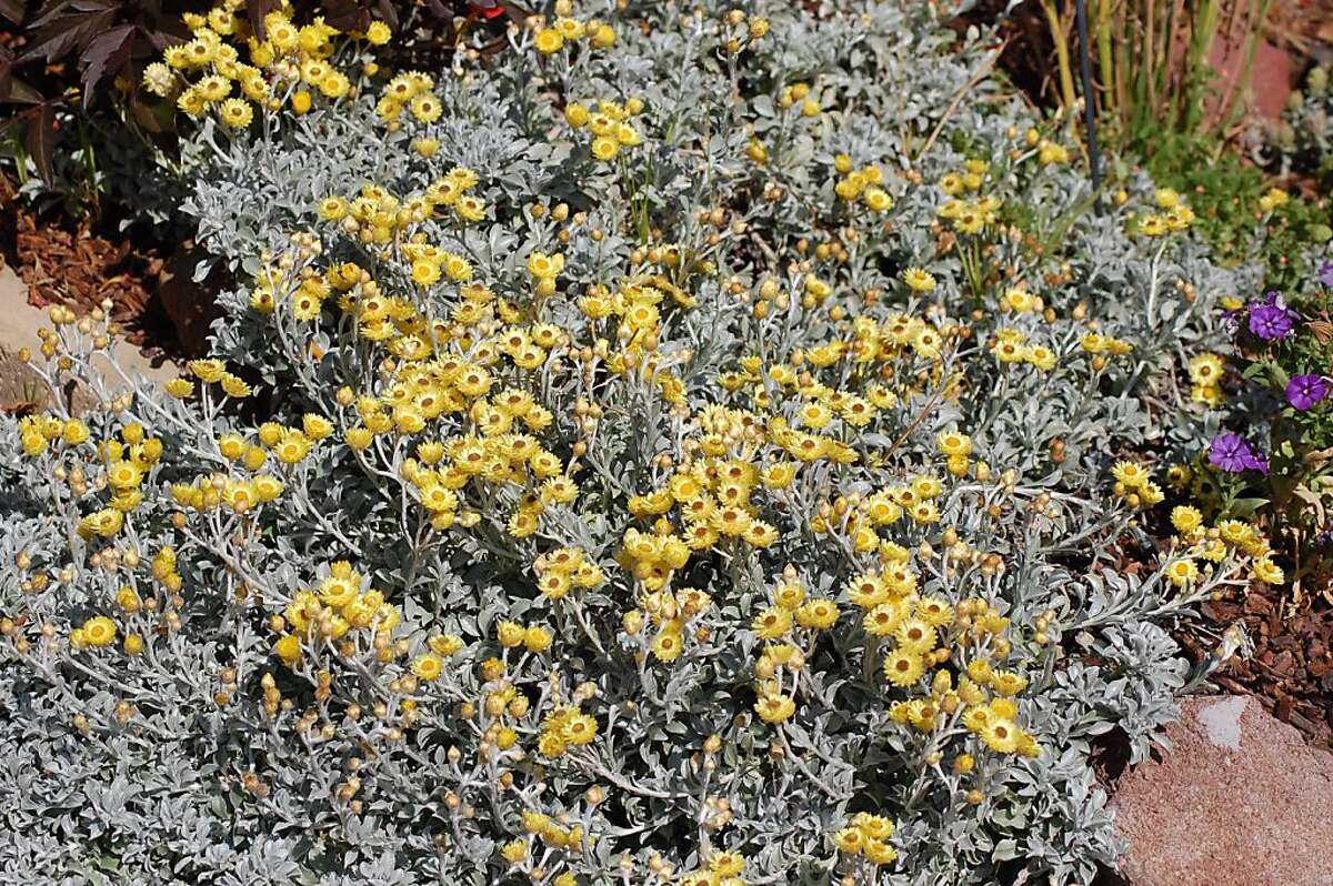 Ground covers serve multiple purposes in garden