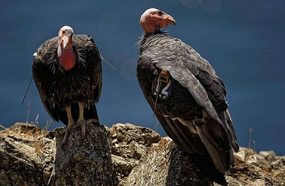Reintroduced condors flying farther afield - SFGate
