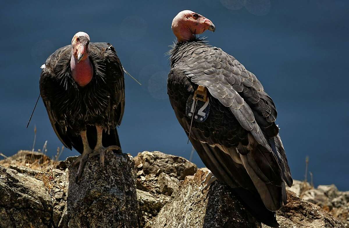 Yurok tribe helps bring back California condor