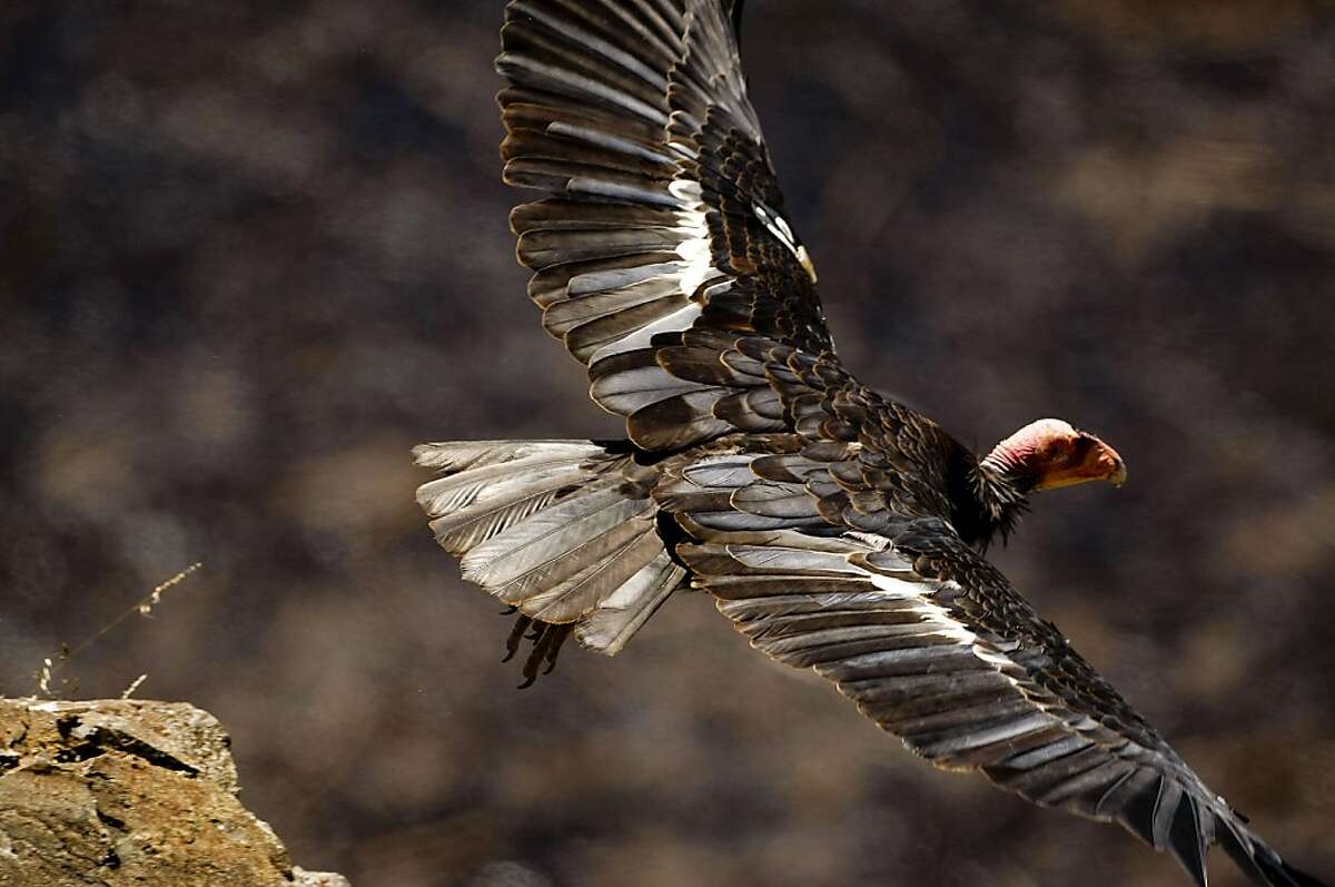 Reintroduced condors flying farther afield