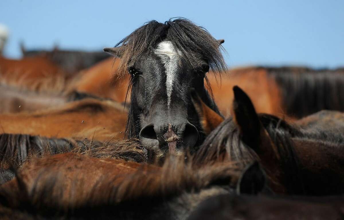 Annual round-up of wild horses in Spain