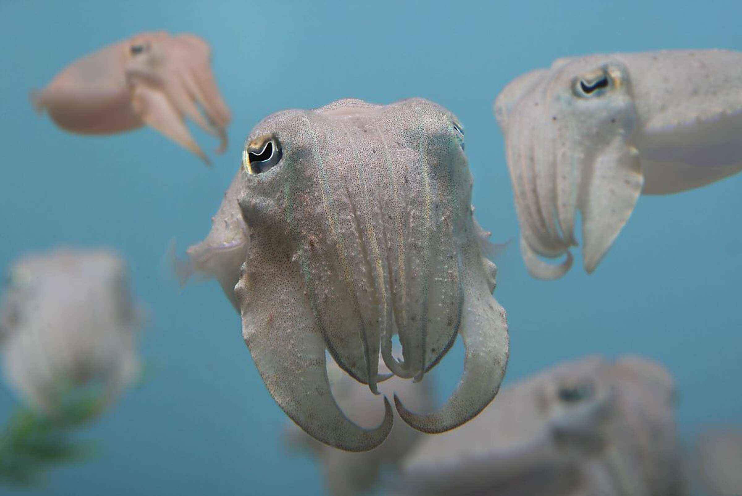 8 don't-miss creatures at the Monterey Bay Aquarium