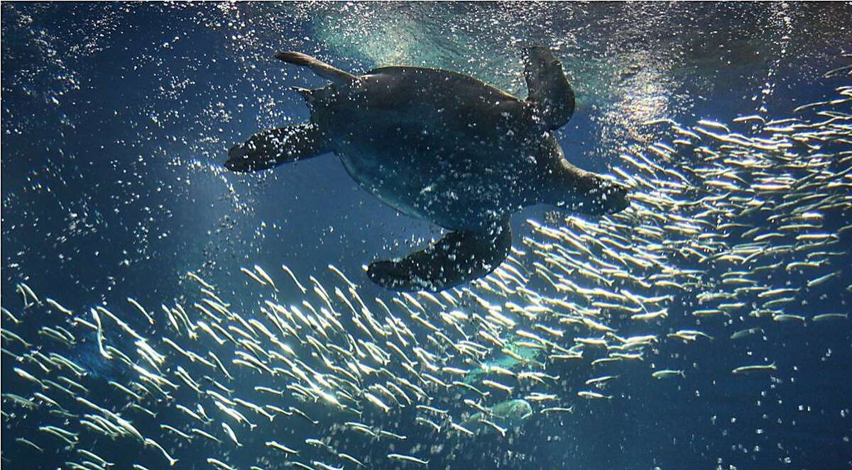 8 don't-miss creatures at the Monterey Bay Aquarium