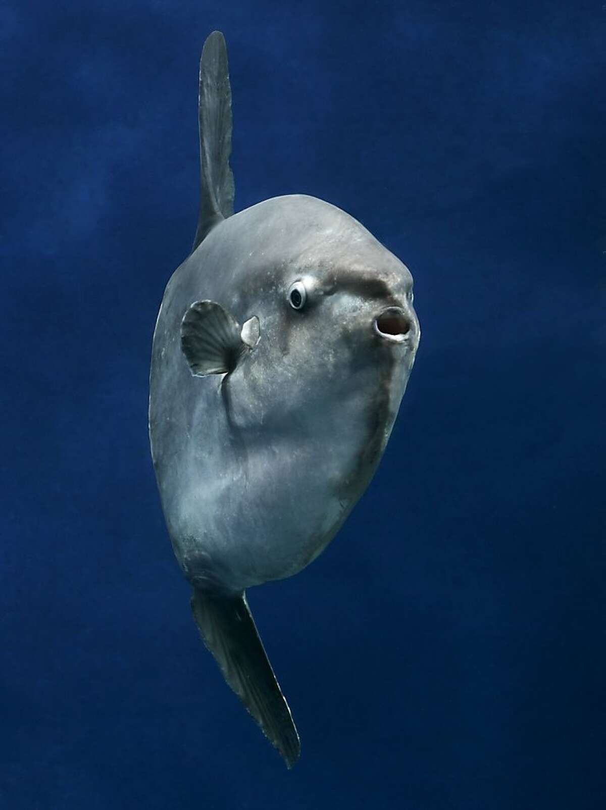 8 don't-miss creatures at the Monterey Bay Aquarium