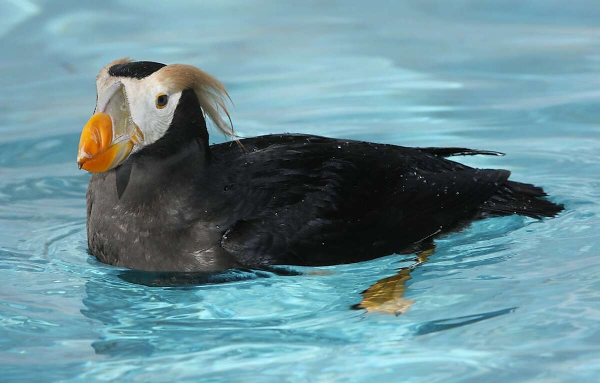 8 don't-miss creatures at the Monterey Bay Aquarium