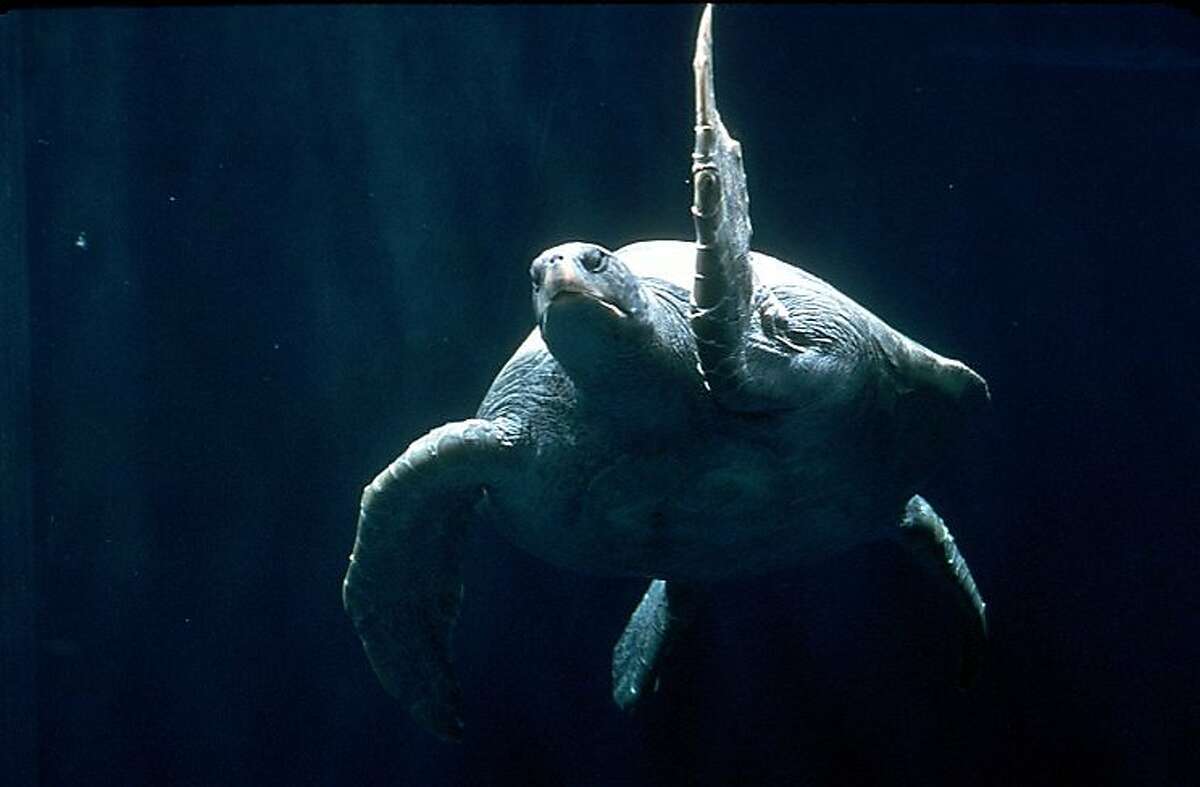 8 don't-miss creatures at the Monterey Bay Aquarium