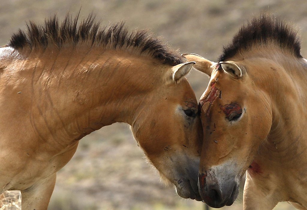Horses are reintroduced to their native habitat.