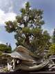 Bonsai master Yasuo Mitsuya visits Oakland garden