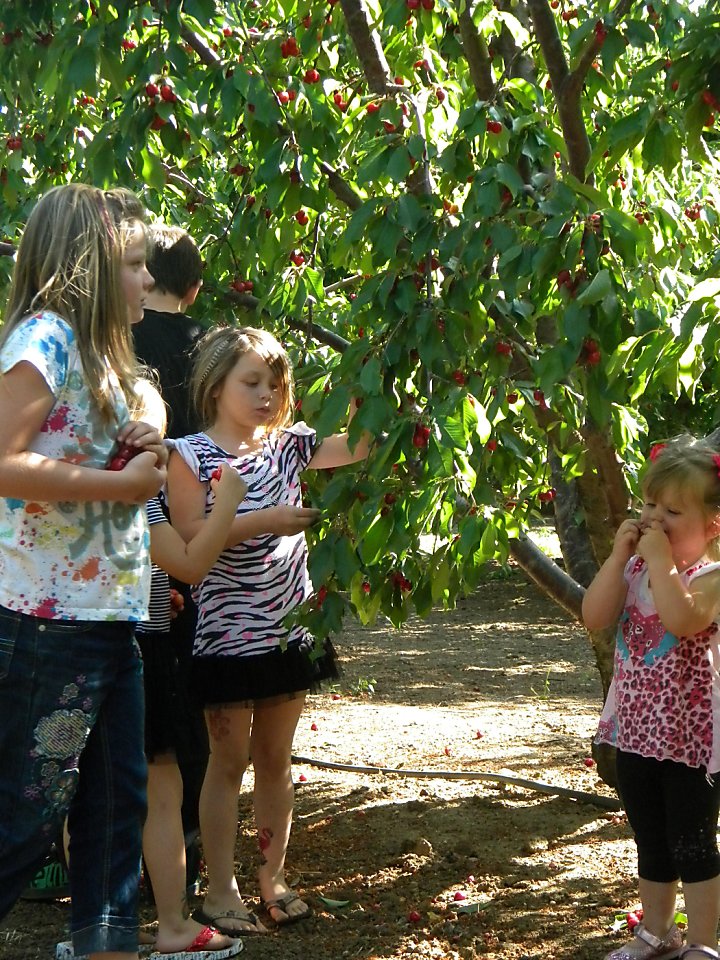 Picking fruit: Time's ripe for cherries, berries