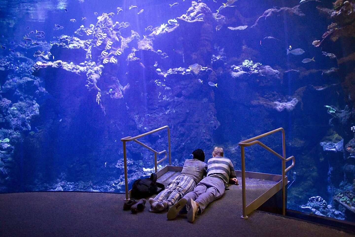 Academy of Sciences' adult sleepover a wild night