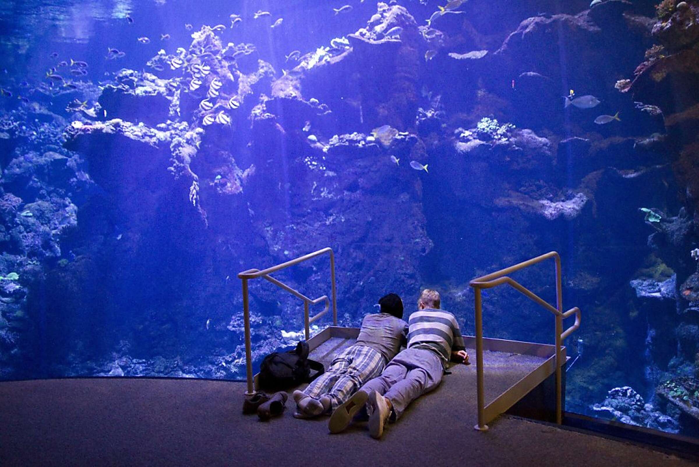 Academy of Sciences' adult sleepover a wild night