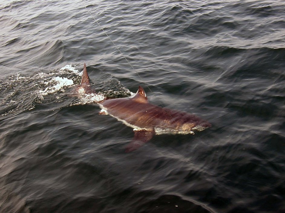 Sharks lure crowds to Cape Cod town of Chatham