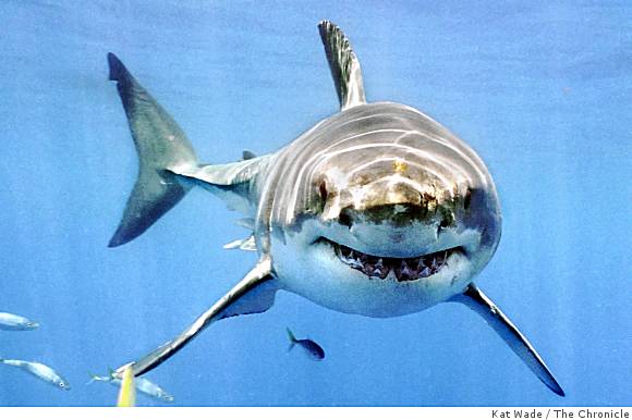 'Demon Fish,' by Juliet Eilperin, review: timely