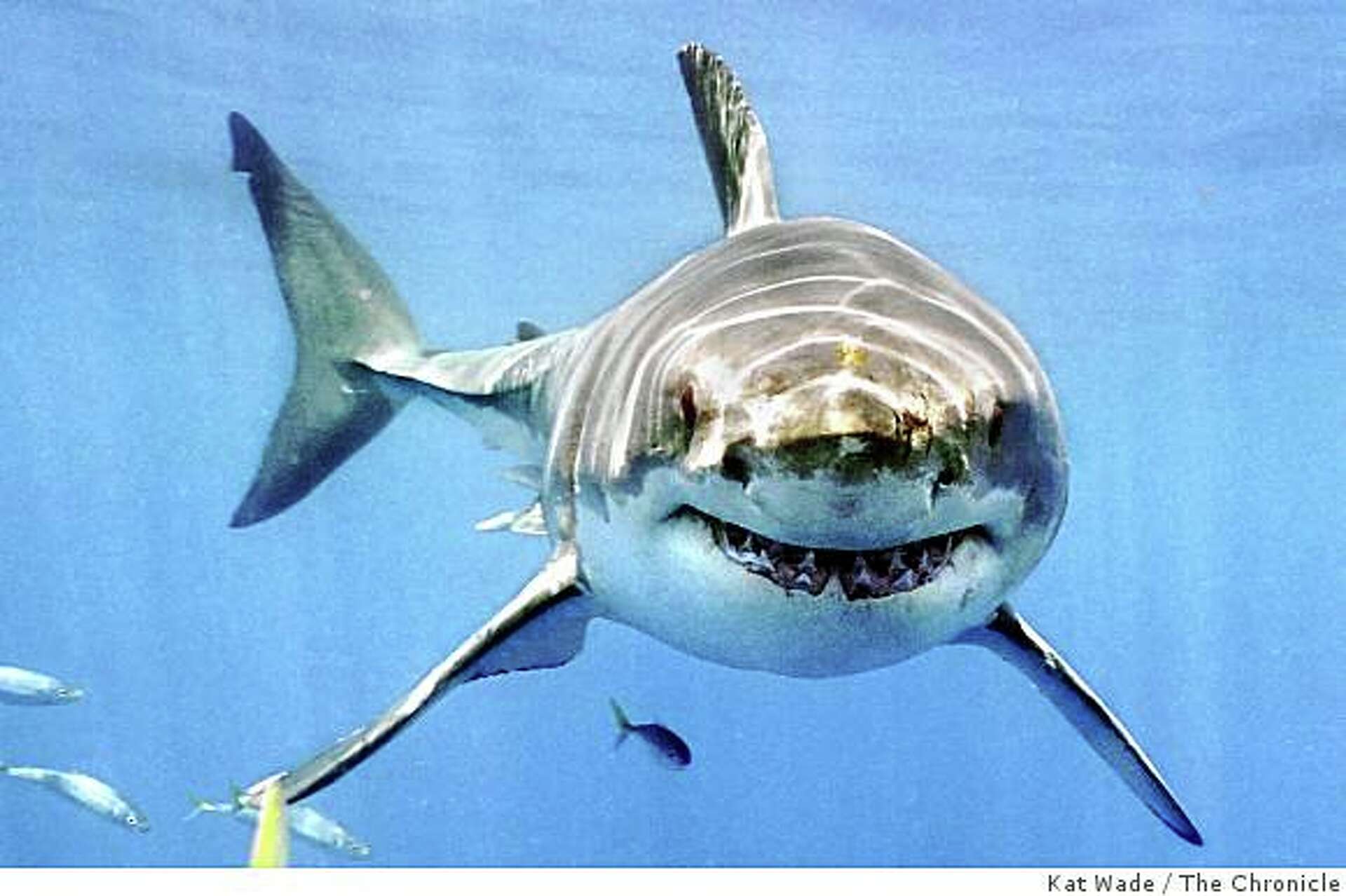 'Demon Fish,' by Juliet Eilperin, review: timely