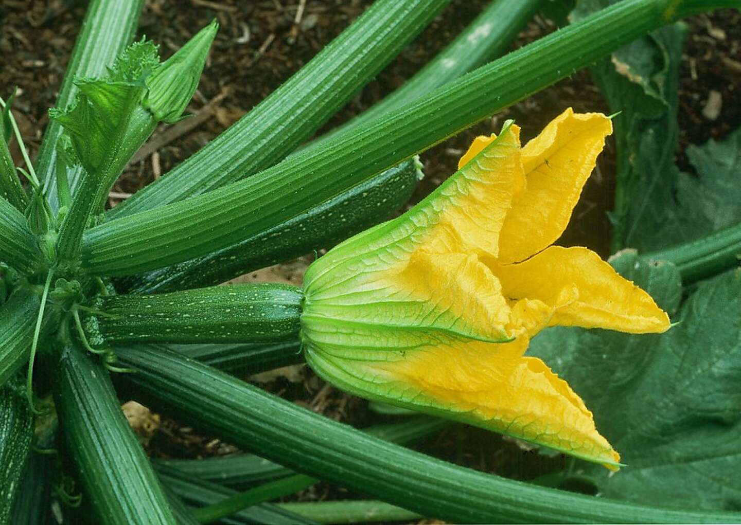 Spice up suppertime with edible flowers