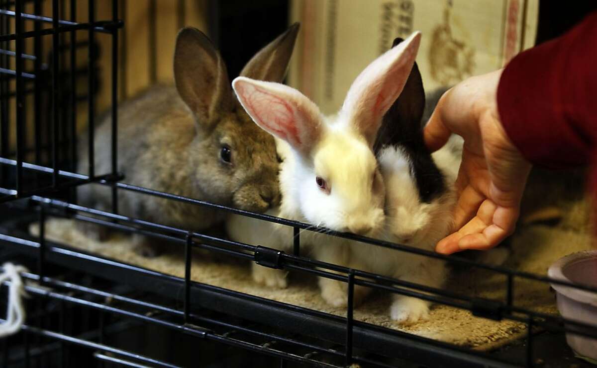 21 malnourished rabbits confiscated in Oakland CA