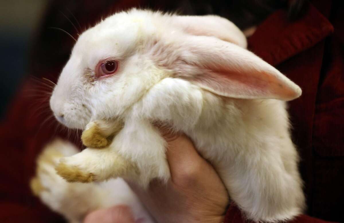 21 malnourished rabbits confiscated in Oakland CA