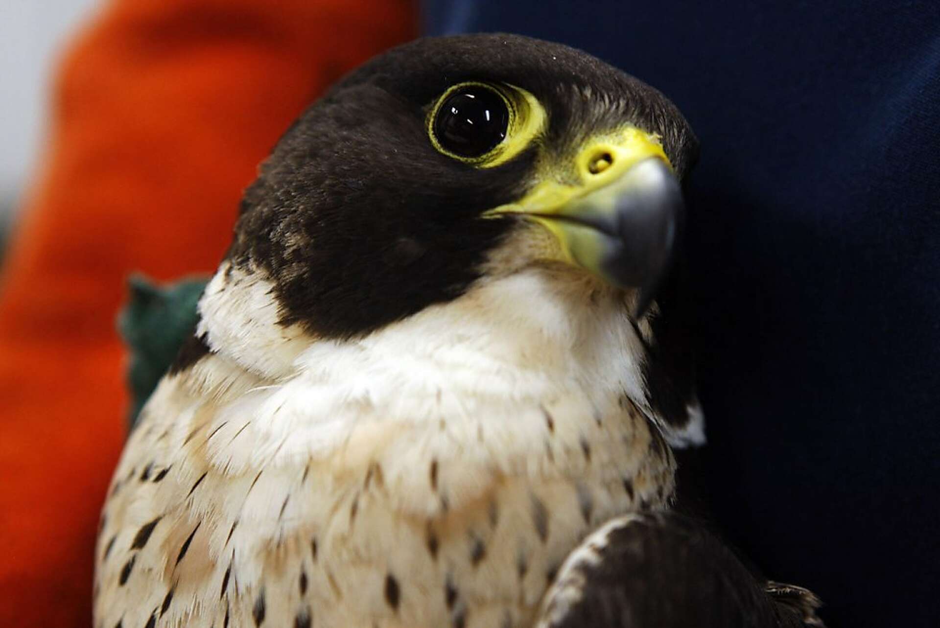 Peregrine falcons, wounded by gunfire, treated