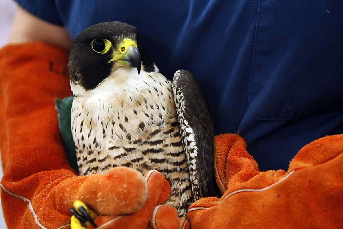 Peregrine falcons, wounded by gunfire, treated