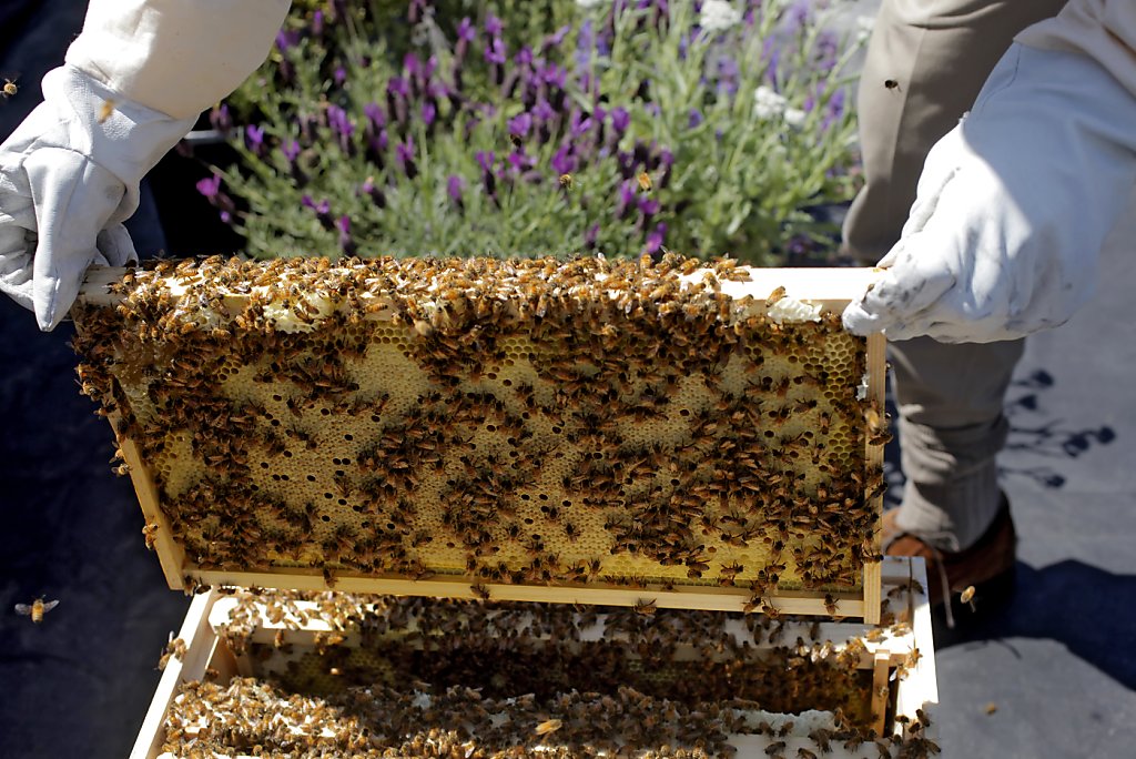 Lessons in beehive management
