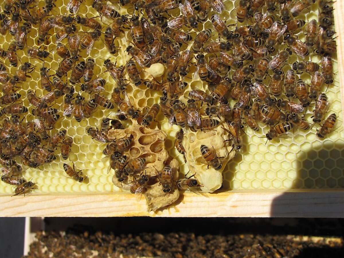 Lessons in beehive management