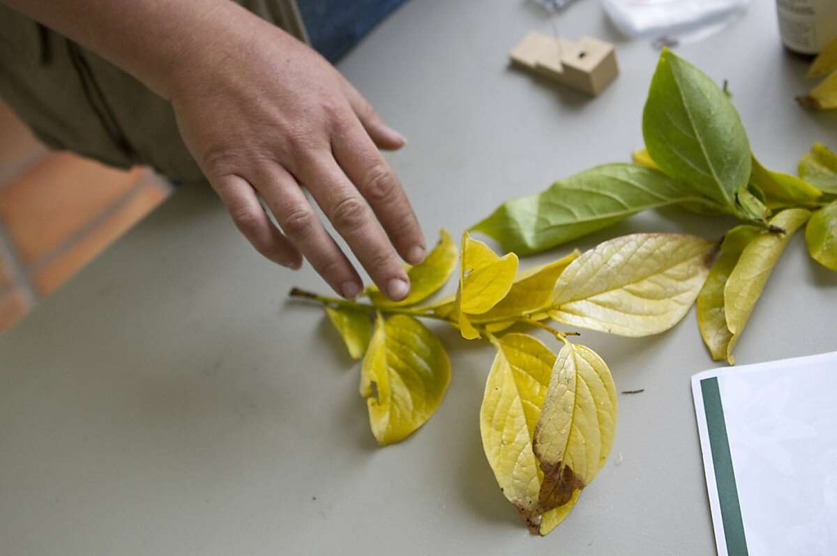 Berkeley clinic diagnoses residents' plants